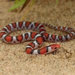 Cemophora Coccinea - Scarlet Snake - USA Snakes