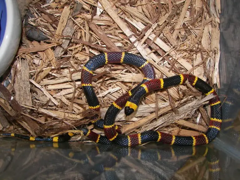 Micrurus Fulvius - Eastern Coral Snake - USA Snakes