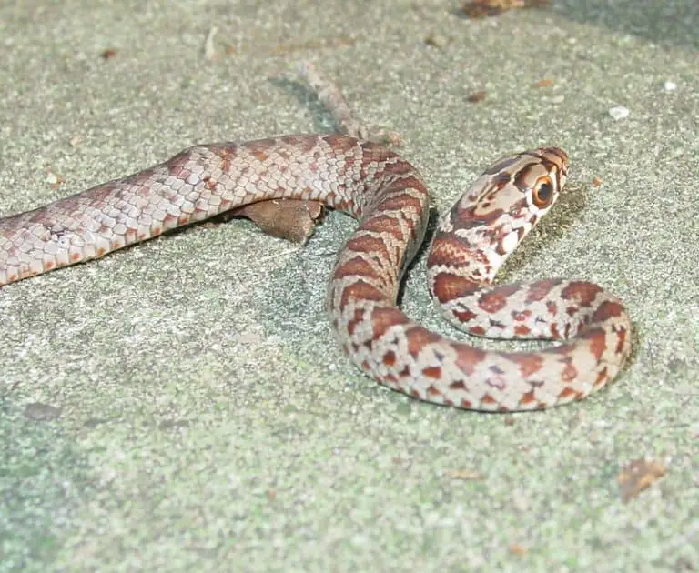 Coluber Constrictor - Racer - USA Snakes
