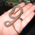 Storeria Dekayi - Brown Snake - USA Snakes