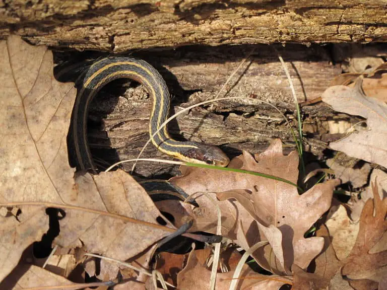 Thamnophis Butleri - Butler's Garter Snake - USA Snakes