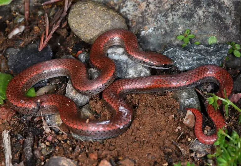 Contia Tenuis - Sharp-Tailed Snake - USA Snakes