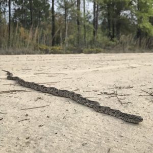 Pantherophis Spiloides - Grey Rat Snake - USA Snakes