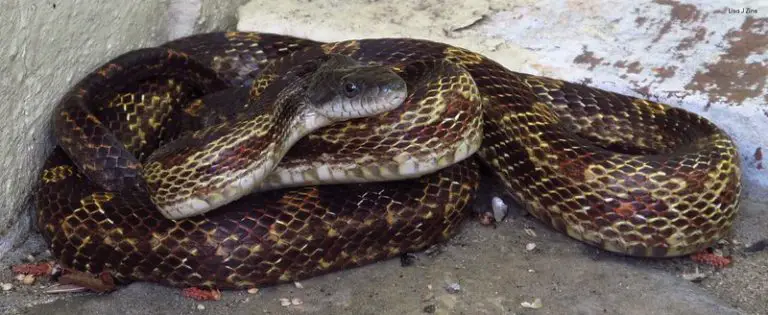 Pantherophis Spiloides - Grey Rat Snake - USA Snakes