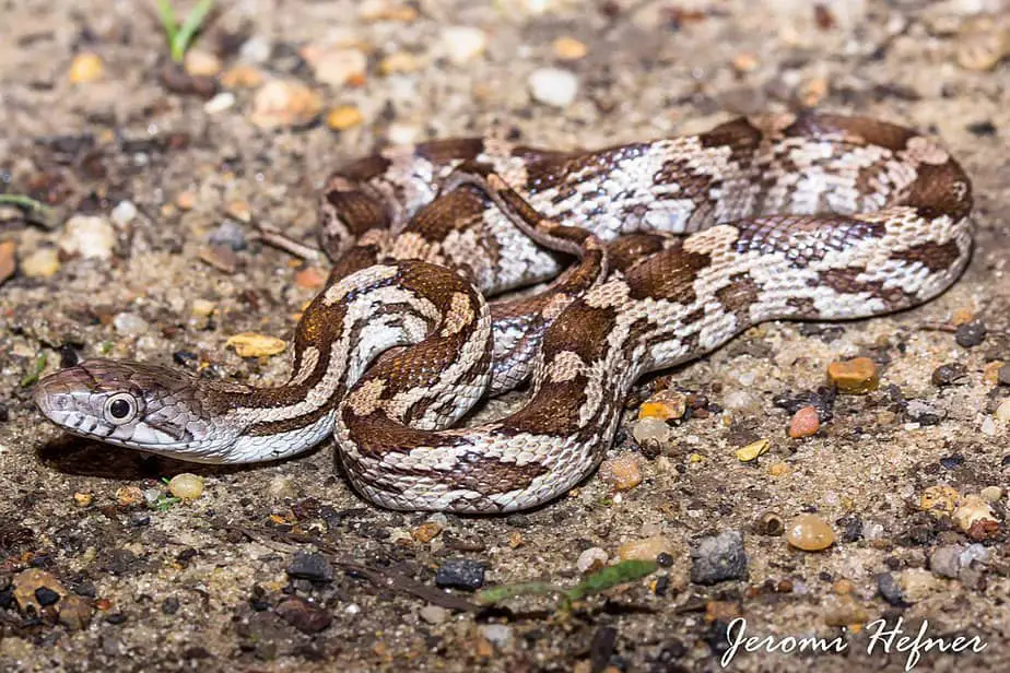 Pantherophis Spiloides - Grey Rat Snake - USA Snakes