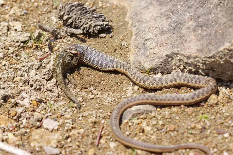 Thamnophis Elegans - Western Terrestrial Garter Snake - USA Snakes