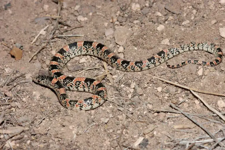 Rhinocheilus Lecontei - Long-Nosed Snake - USA Snakes