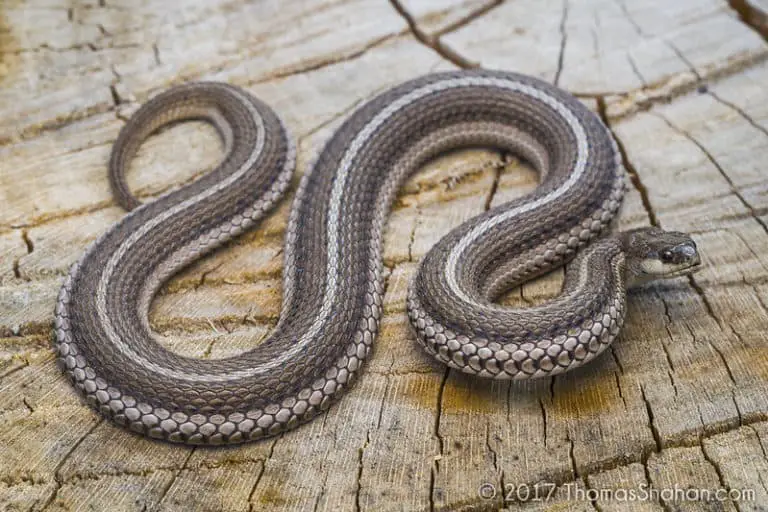 Tropidoclonion Lineatum - Lined Snake - USA Snakes